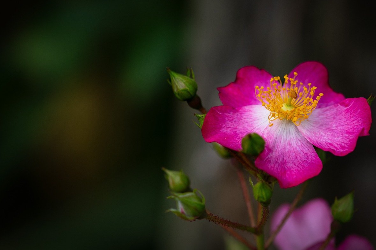 Wild Rose Canada
